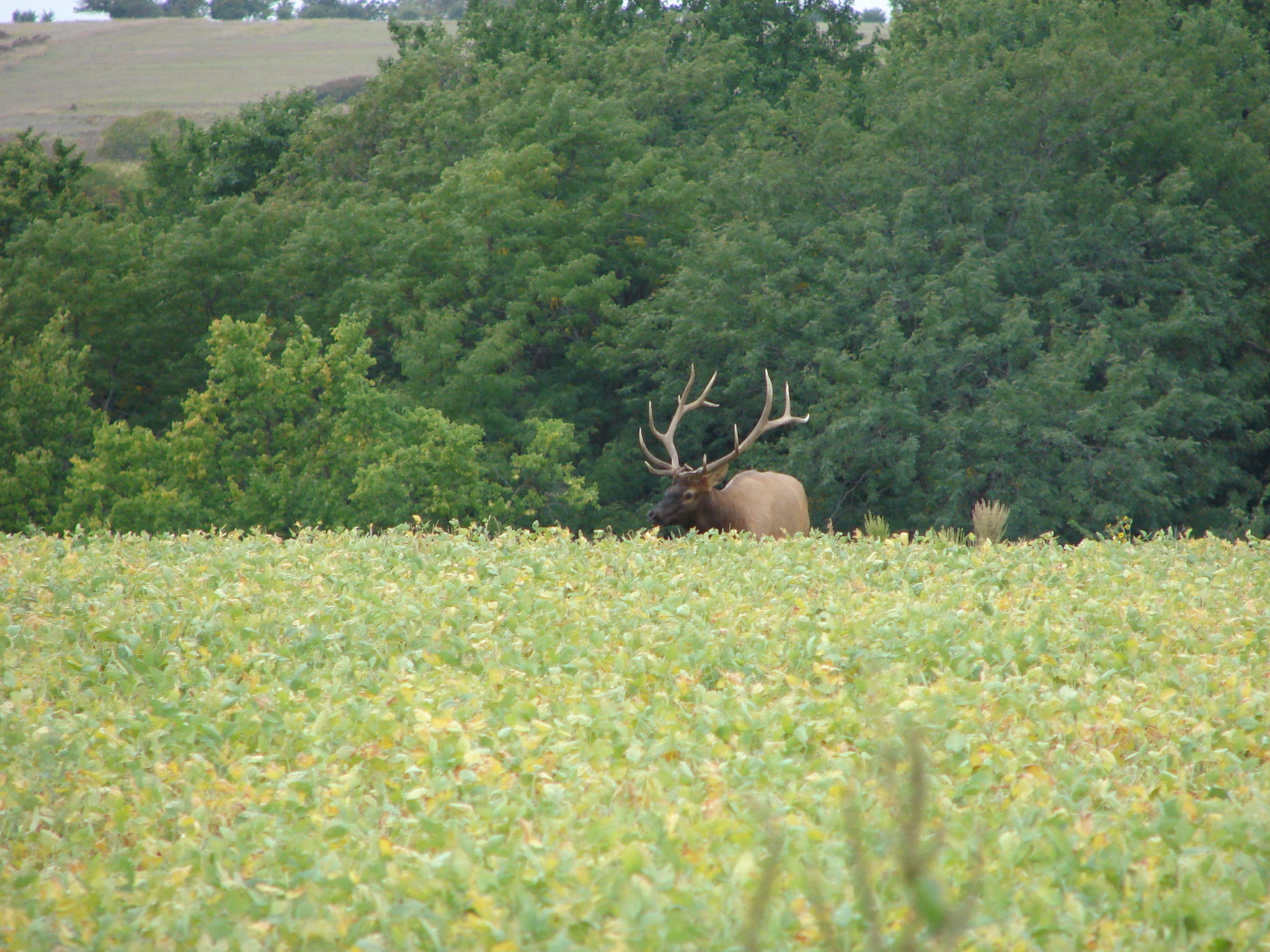 Other Hunting Pictures - Fort Riley - iSportsman
